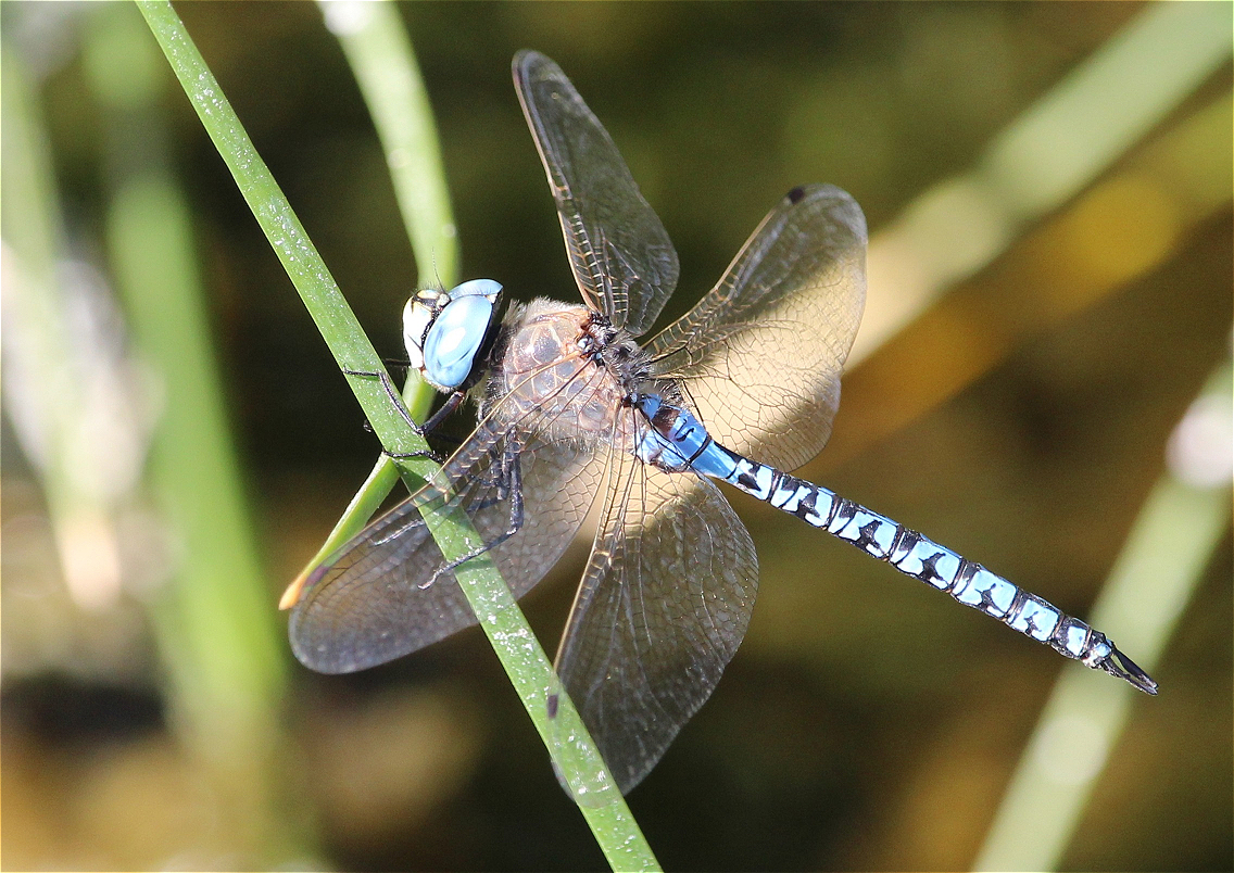 Caminantes del Desierto: LAS LIBÉLULAS DEL RIO LOA