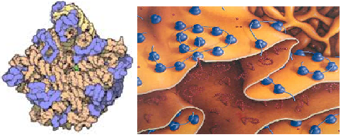 ORGANELOS CELULARES ~ NATURALIZATE