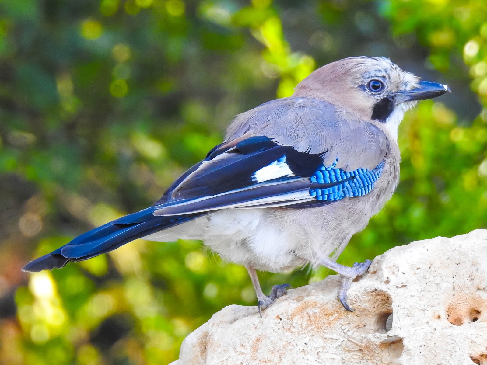 AVES DEL CIELO - BIRDS OF HEAVEN: Arrendajo euroasiático (Garrulus ...