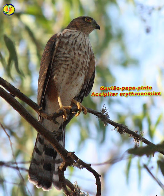 ORNITOLOGIA: Gavião-papa-pinto (Accipiter erythronemius)