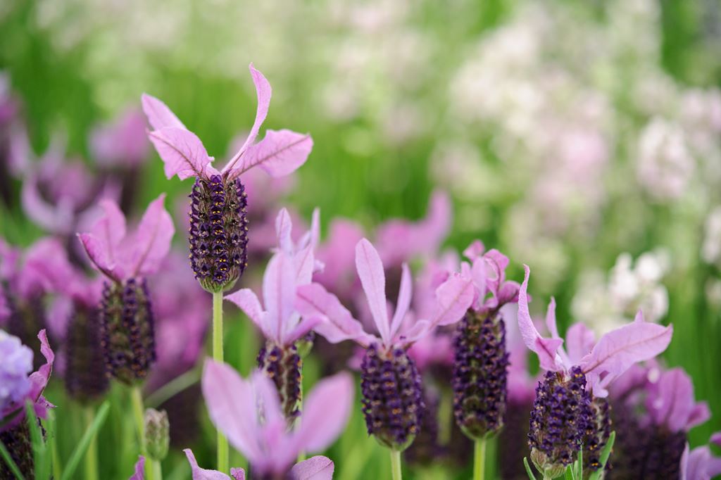 Engleska lavanda u francuskim parfemima i još neke stvari koje trebate ...