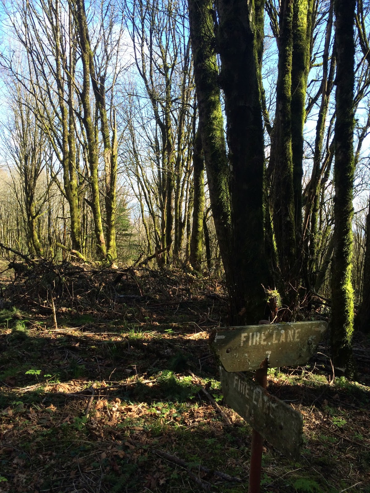 Hiking The Forest: Hike #10: Springville Road to Fire Lane 7