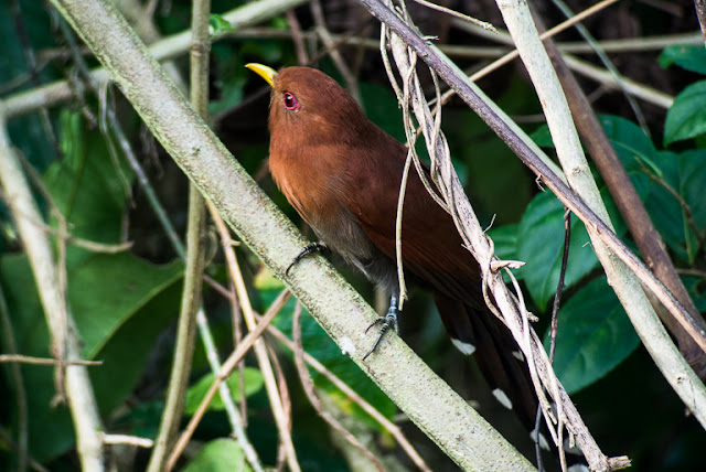 Len's Lens - Confessions of a digiscoper: Trinidad: LIttle Cuckoo ...