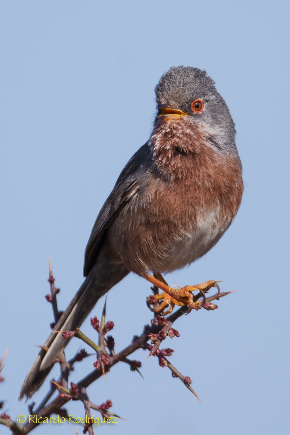 Aves Ricardo Rodriguez: Curruca rabilarga (Sylvia undata)