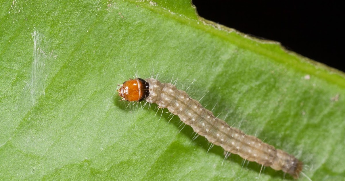 Caterpillars in Taiwan: Unknown Tortricidae