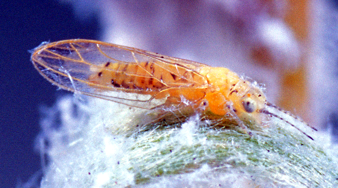 Melaleuca Psyllid - Insects World