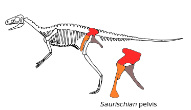 Every Dinosaur: Saurischians