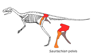 Every Dinosaur: Saurischians
