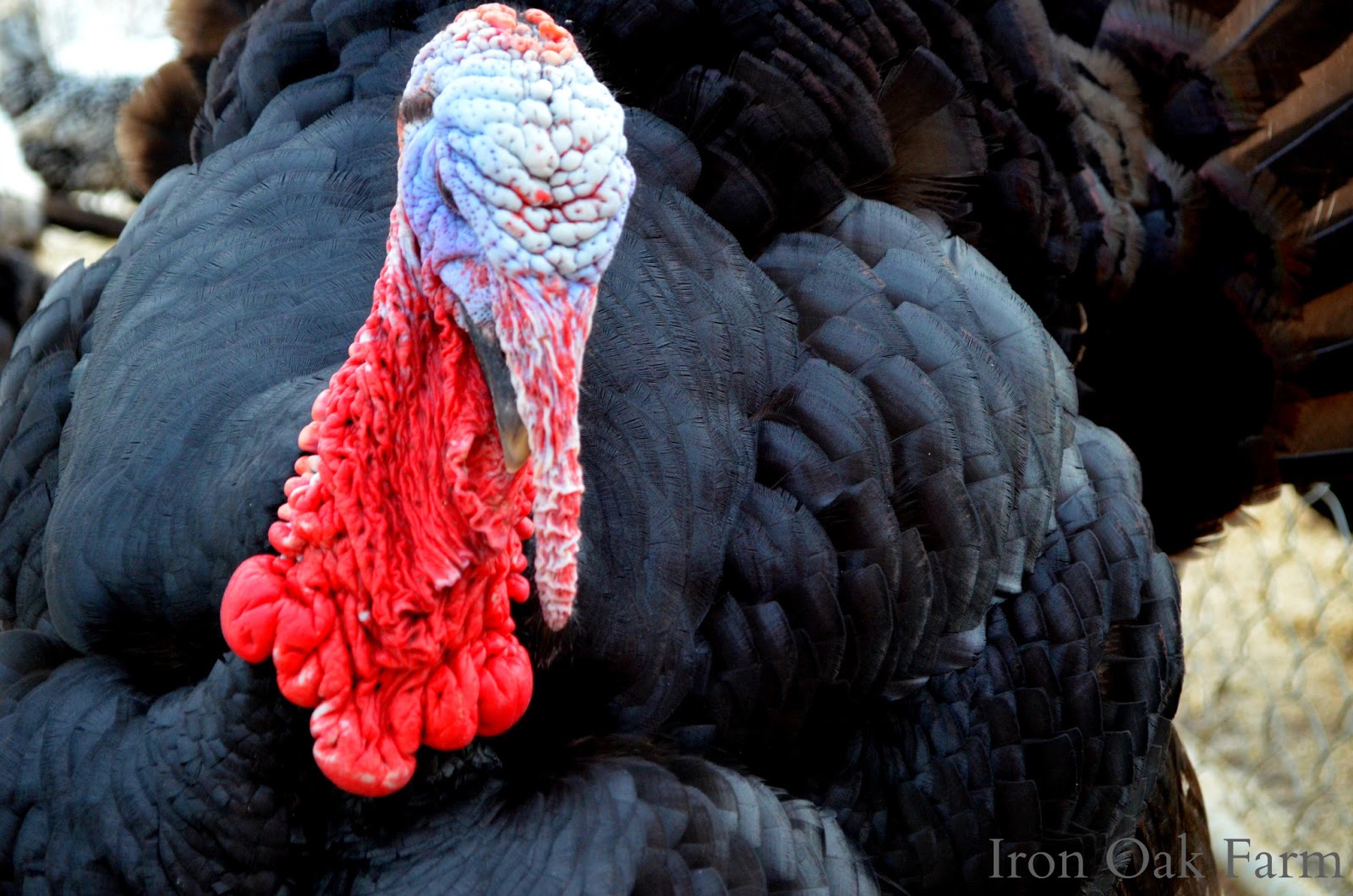 Turkey Terms | Community Chickens