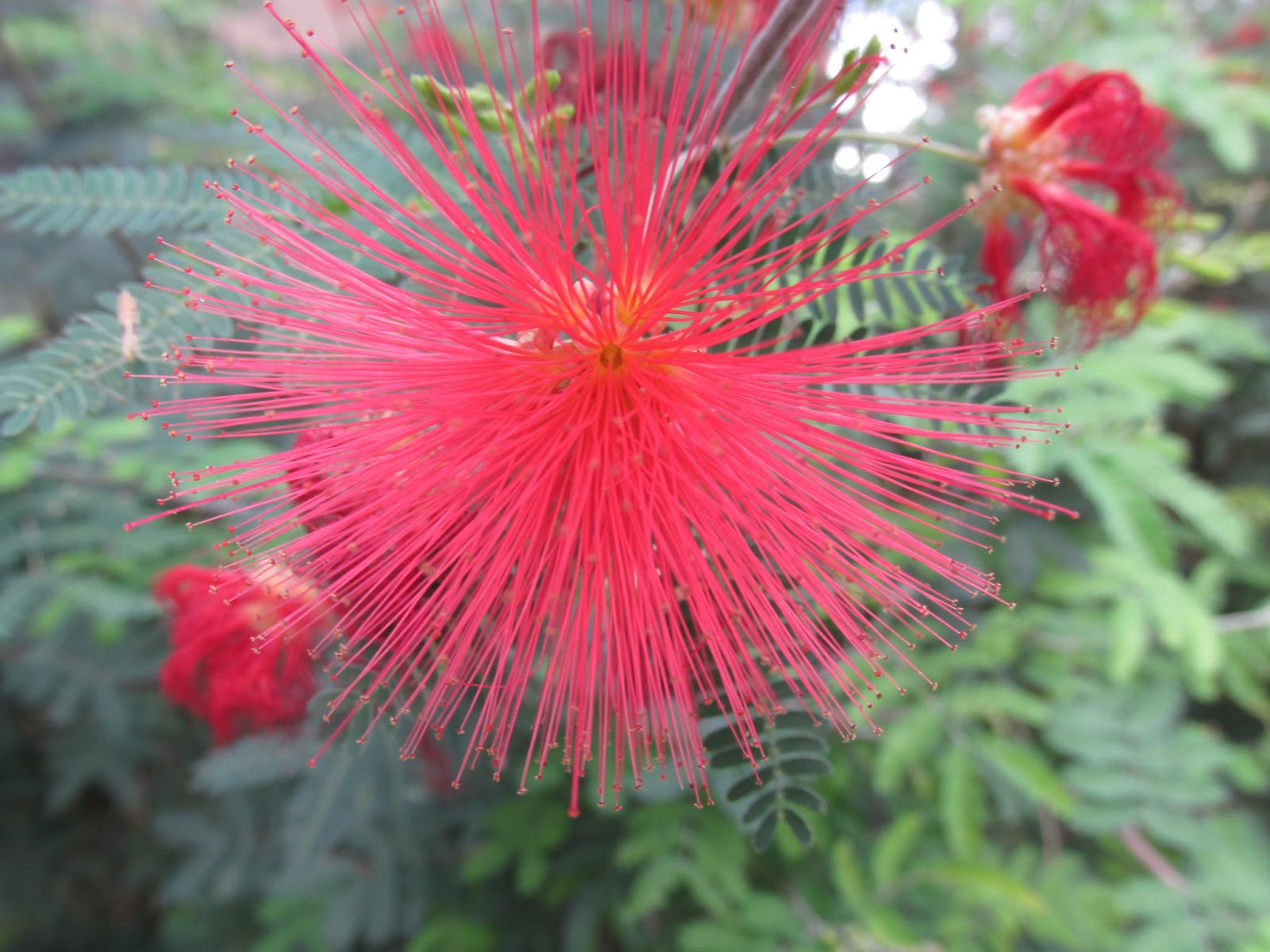 In the Sonoran Sun: Fairy Duster