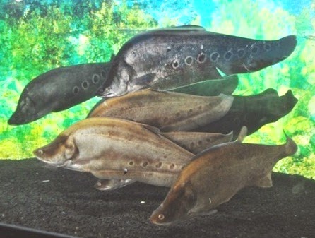 Welcome To the World Of Fish: IKAN BELIDA