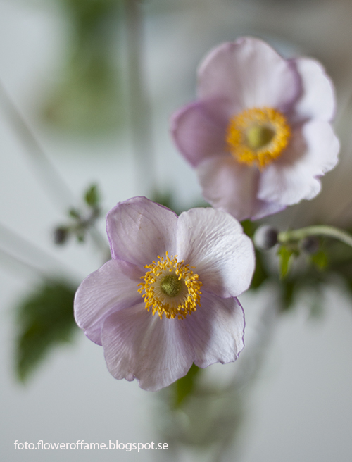 Flower of Fame: Anemoner i en vas