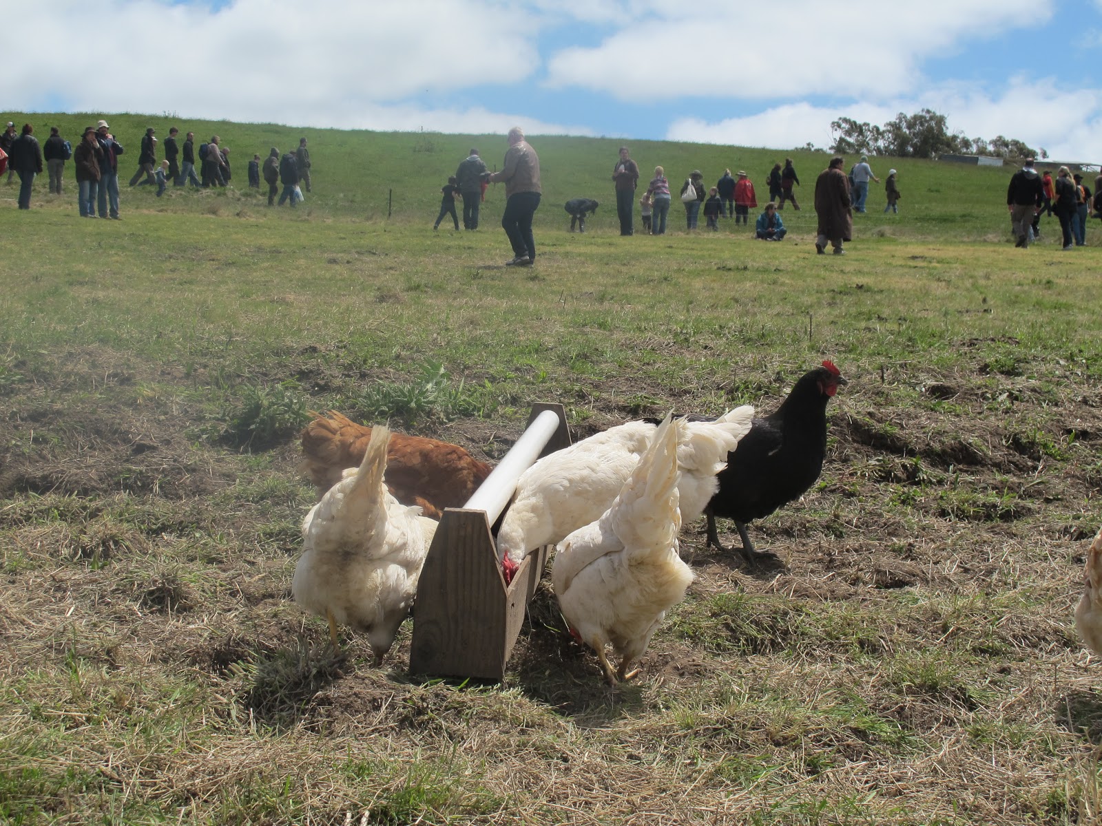 eureka feasts: Taranaki Farm Tour with Joel Salatin