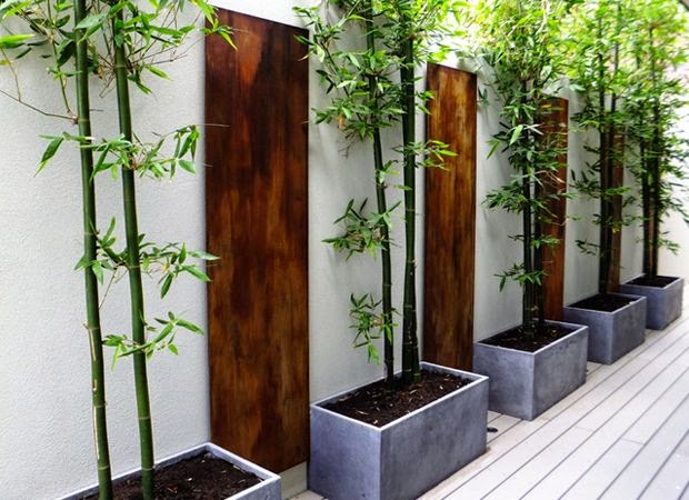 HOW TO GROW BAMBOO IN POTS |The Garden of Eaden