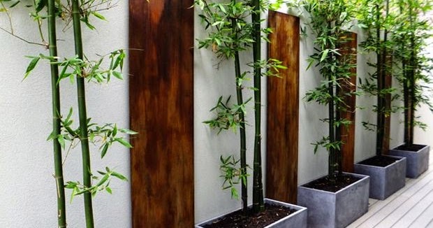 HOW TO GROW BAMBOO IN POTS |The Garden of Eaden