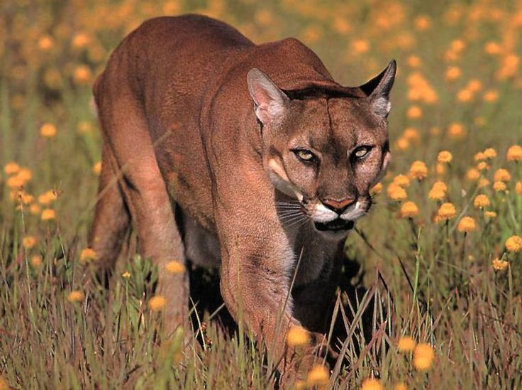Cultura Guaraní: El puma