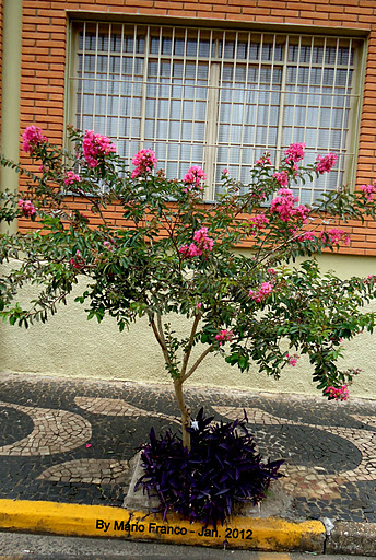 Meu Cantinho Verde: RESEDÁ - ( Lagerstroemia indica )