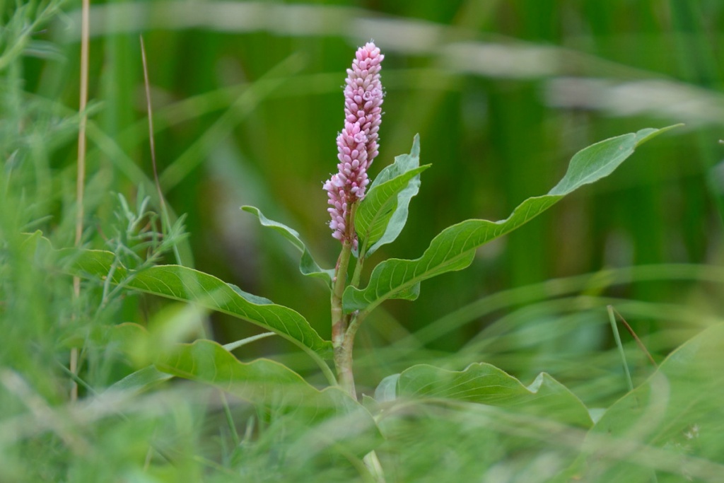 natural connections: Water Smartweed