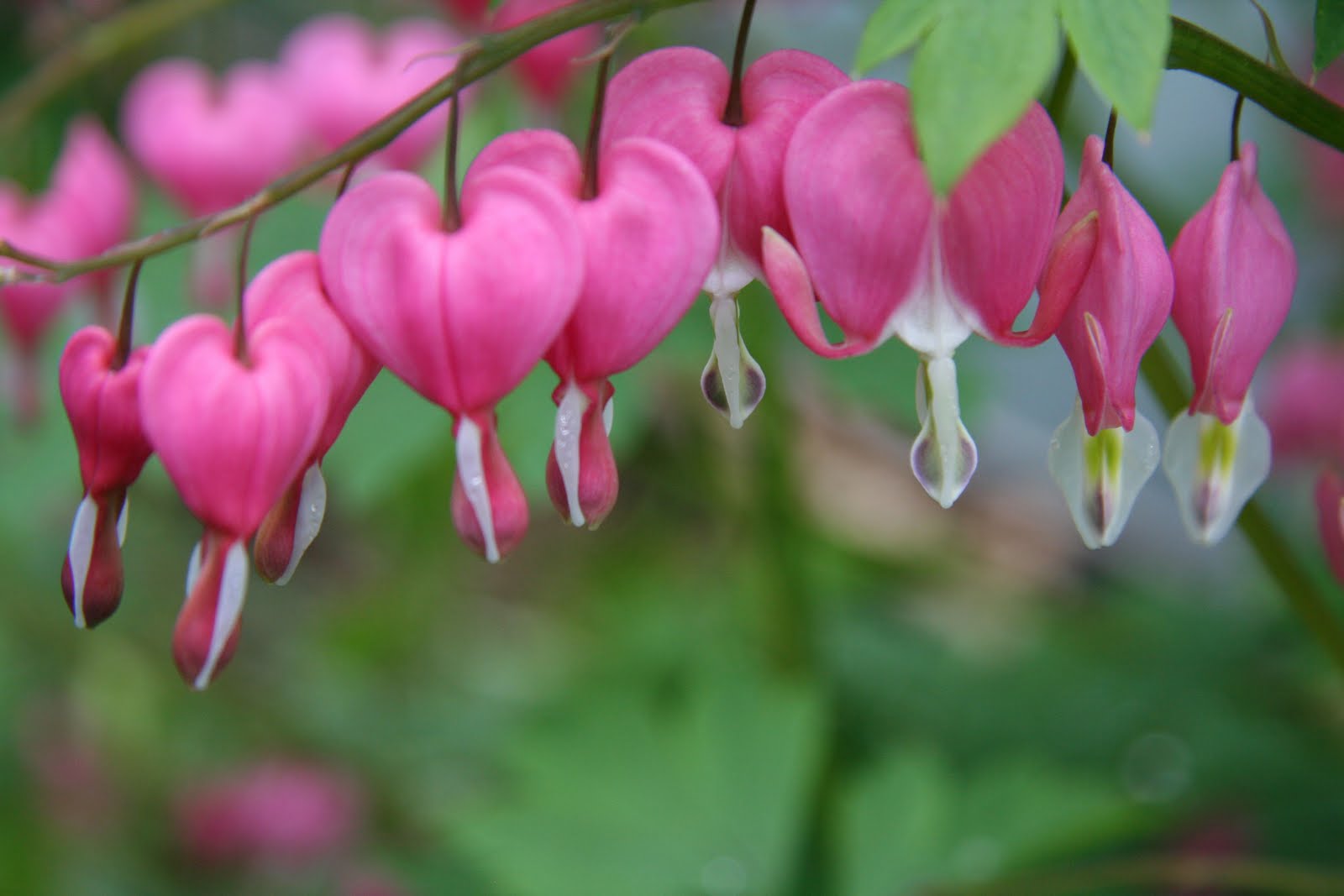 Daffodils & Daydreams: Bleeding Hearts