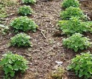 Anim Agro Technology: UBI KEMILI , KENTANG JEMBUT ENAKNYA!