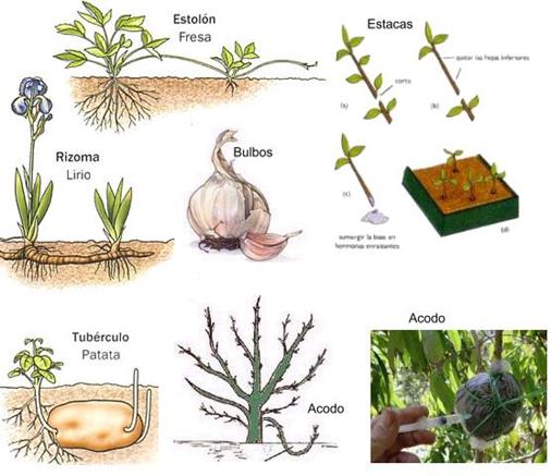 Propagacion de las plantas