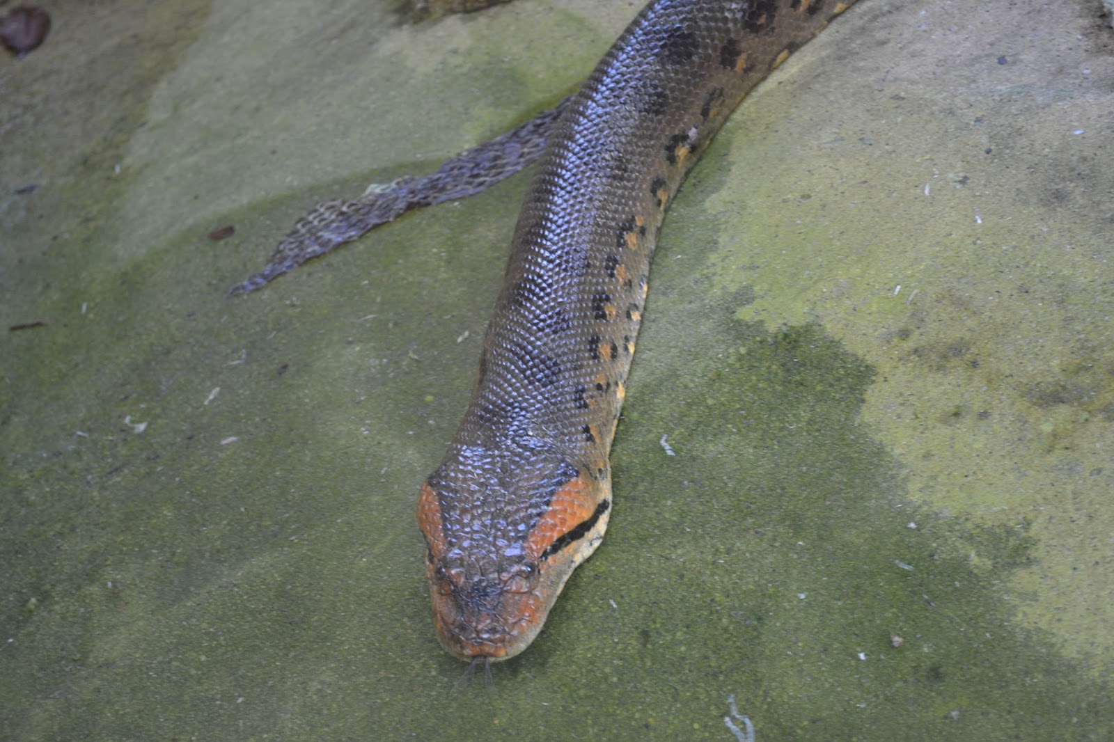 A LA DECOUVERTE DU PARADIS VERT: LE ZOO DE GUYANE
