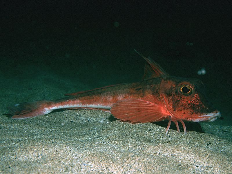 Real Monstrosities: Sea Robin