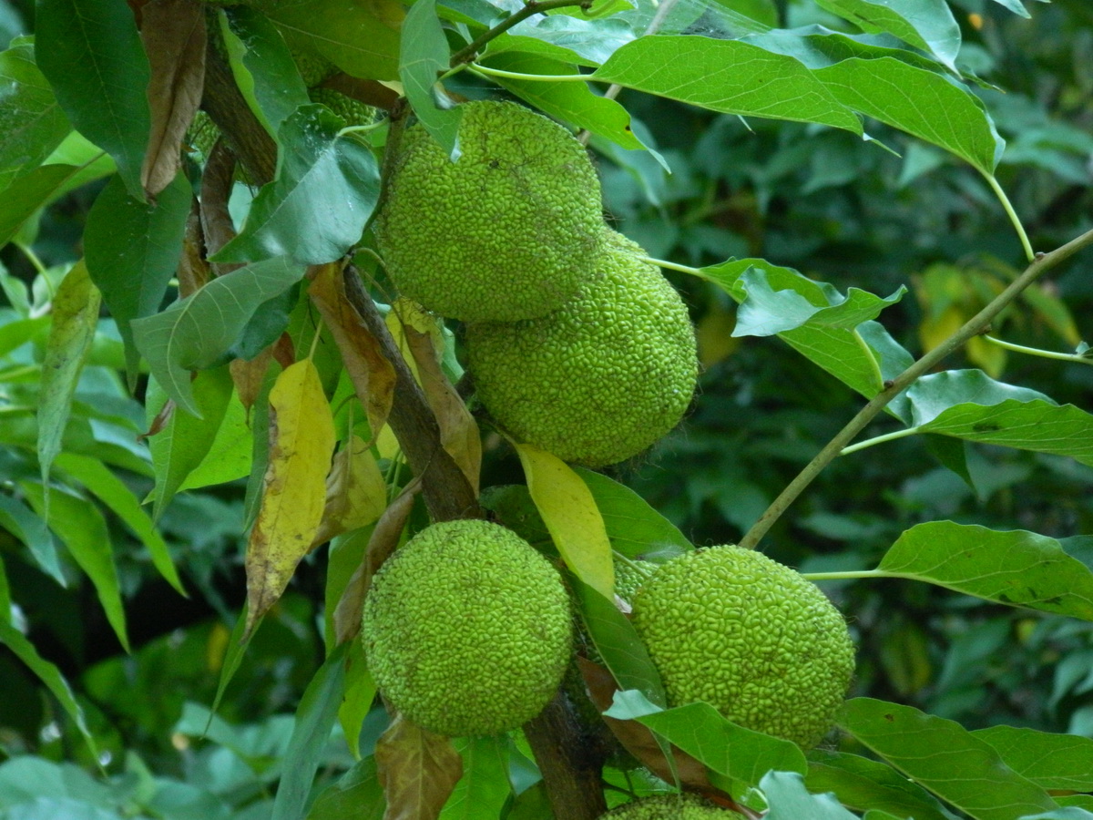 LA MULTI ANI, ROMANIA!: Fructe verzi