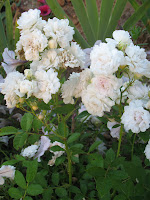 Roses du jardin Chêneland: Rosier "Mignonette"
