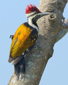 maharashtra times akole taluka : sutar pakshi