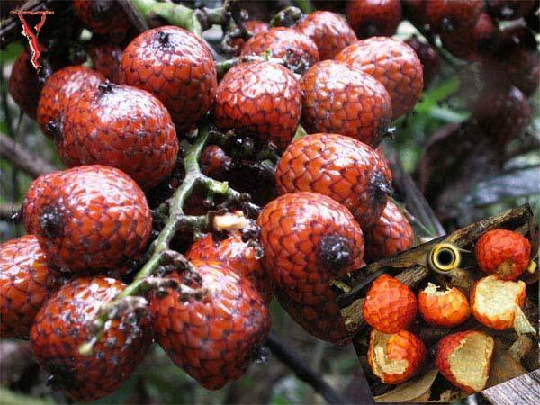 Wild Edible Tree 2 - Rattan Tree ~ RimbaGunong