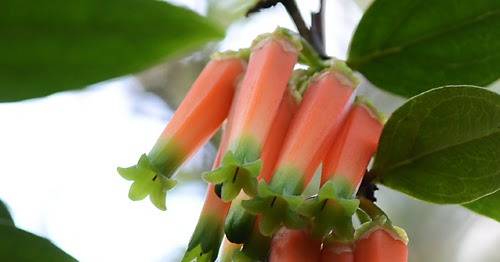 The Orchid Column: Tubular Flowers