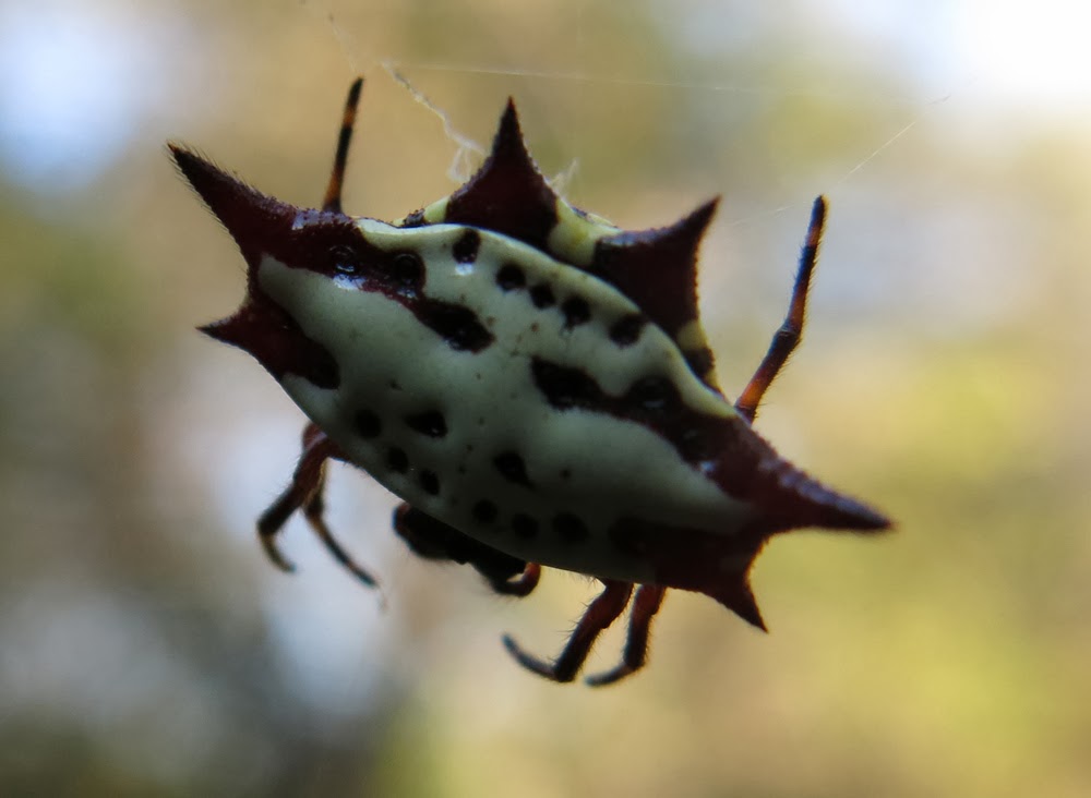 Diversity and Life: A view from the Holocene: Arachnids: primeval ...