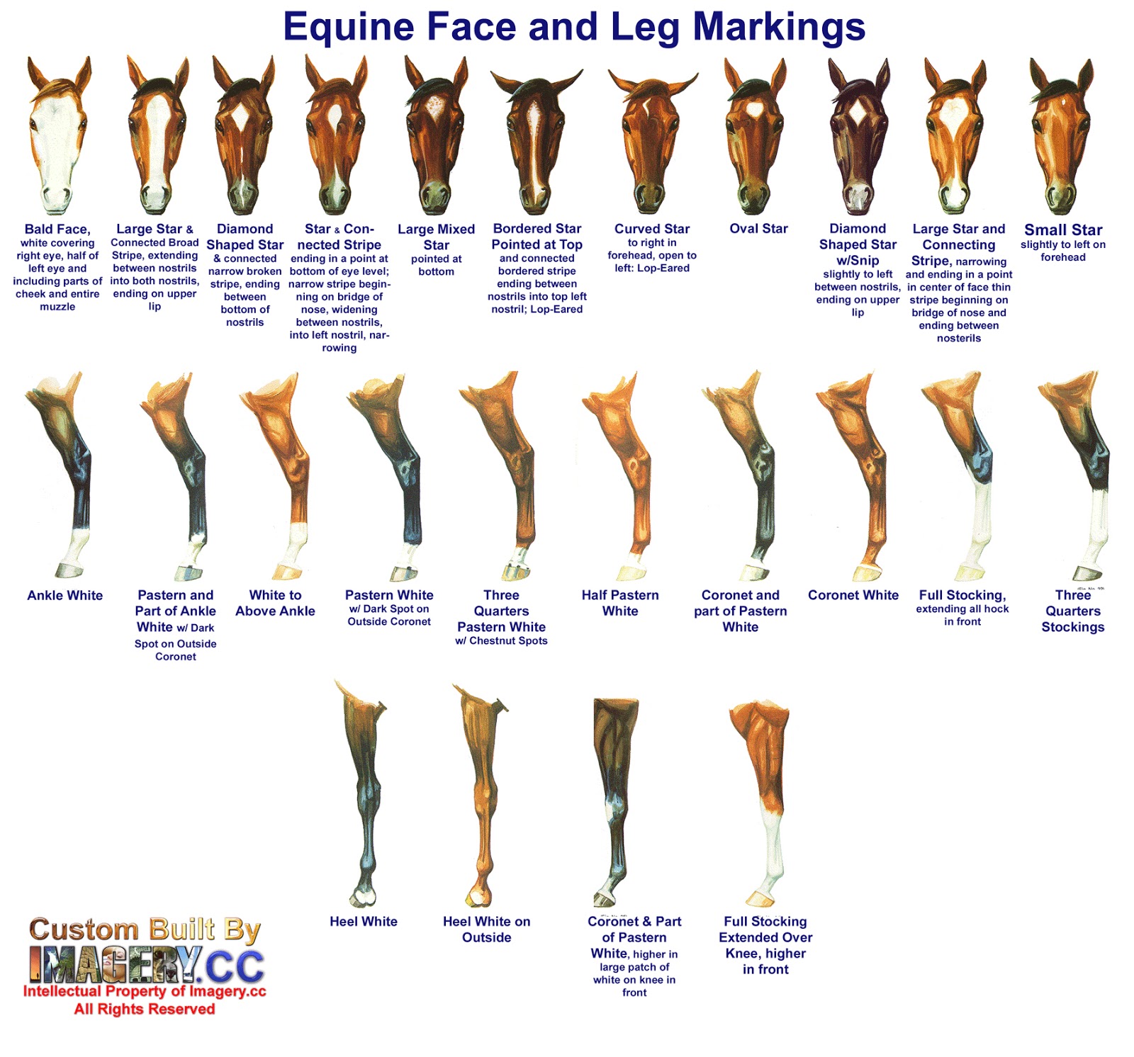 Art and Lore: Anatomi, Tanda dan Warna Kuda