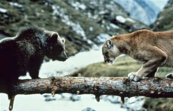 Los mejores cortos para pensar: El oso y el puma (fragmento de la ...