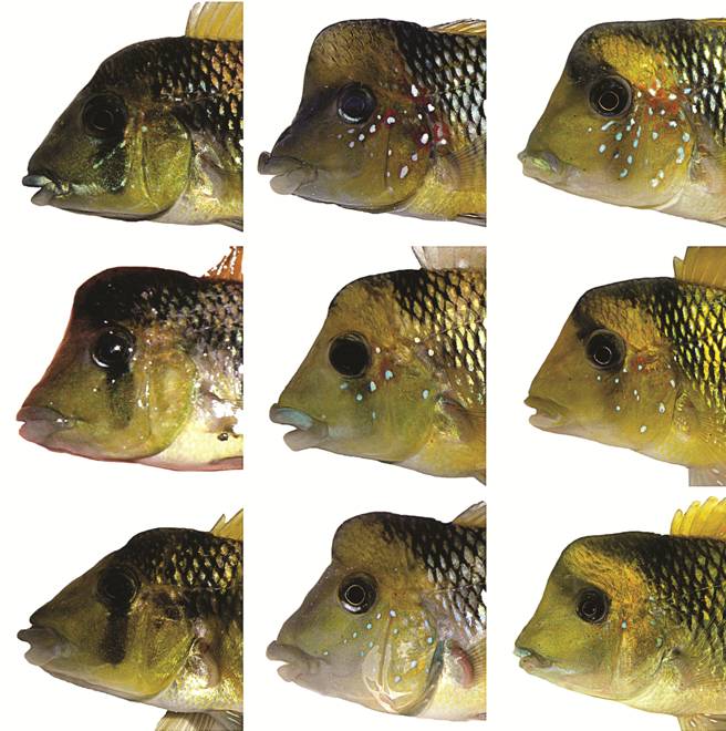 Species New to Science: [Ichthyology • 2018] Gymnogeophagus ...