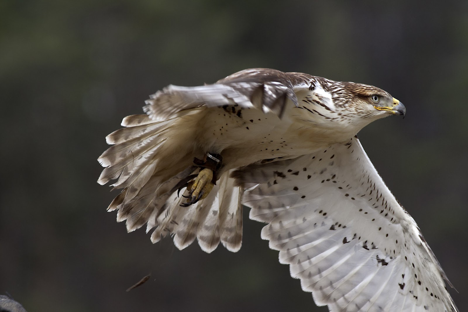 Ann Brokelman Photography: Ferruginous Hawk - CAPTIVE- Flight course