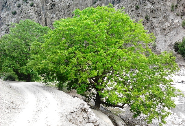 Muzzammil's Travels: 3 Days in the Colorful Kalash Valley
