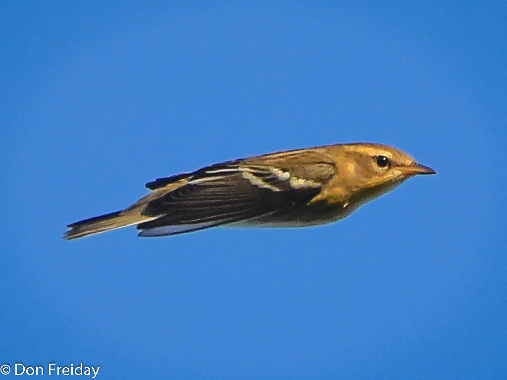 The Freiday Bird Blog: Fri-D: Warblers in Flight