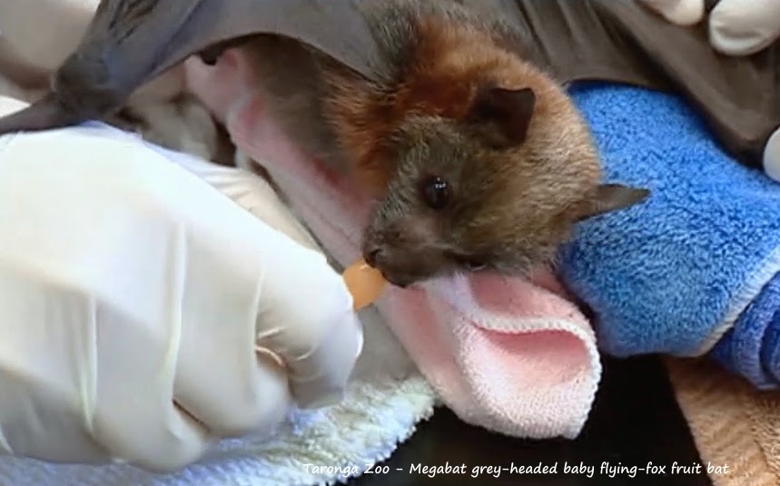 Taronga Zoo - Megabat grey-headed baby flying-fox fruit bat