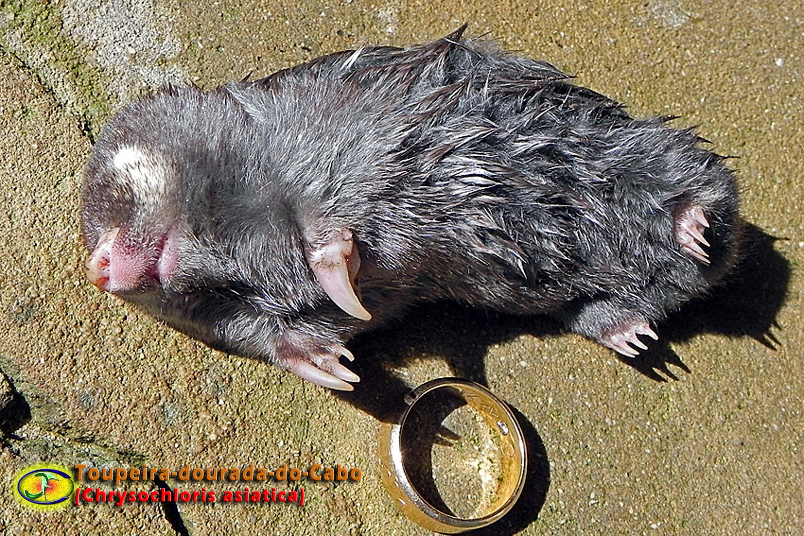 Mamíferos: Toupeira-dourada-do-Cabo (Chrysochloris asiatica)