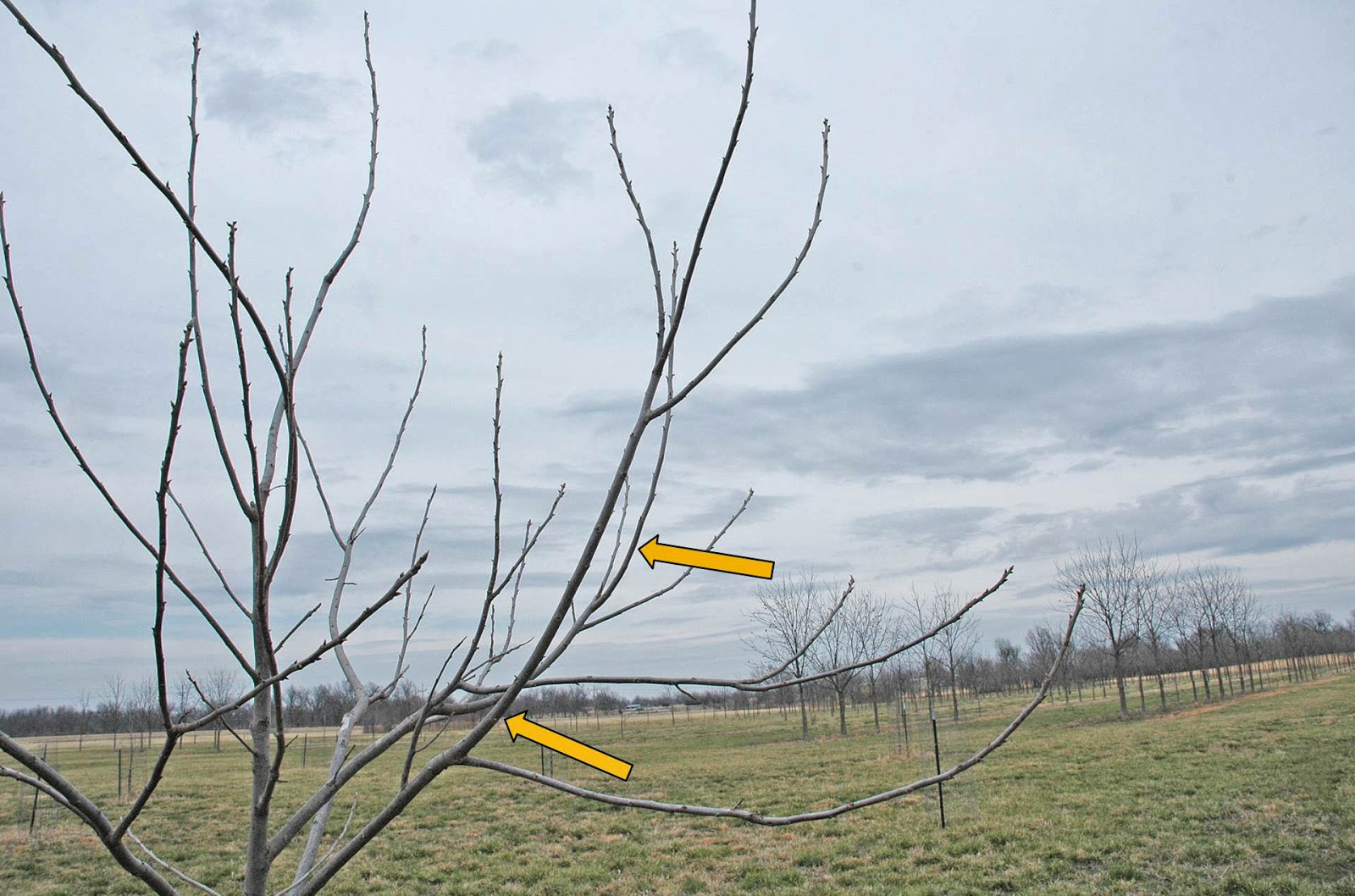 Northern Pecans: A little dormant pruning
