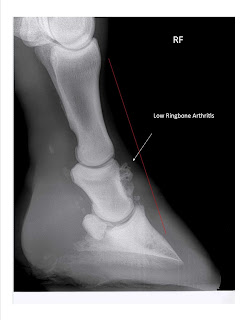 Cur-OST: Ringbone and Arthritis