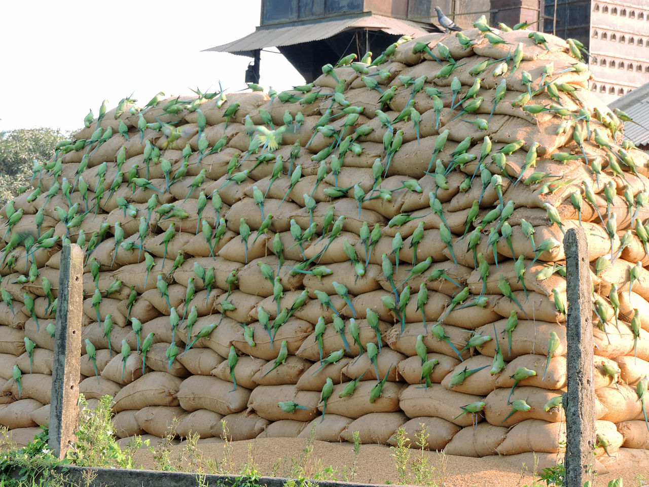 Descoperă Papagalii: Micul Alexander (Psittacula krameri) - fișa speciei