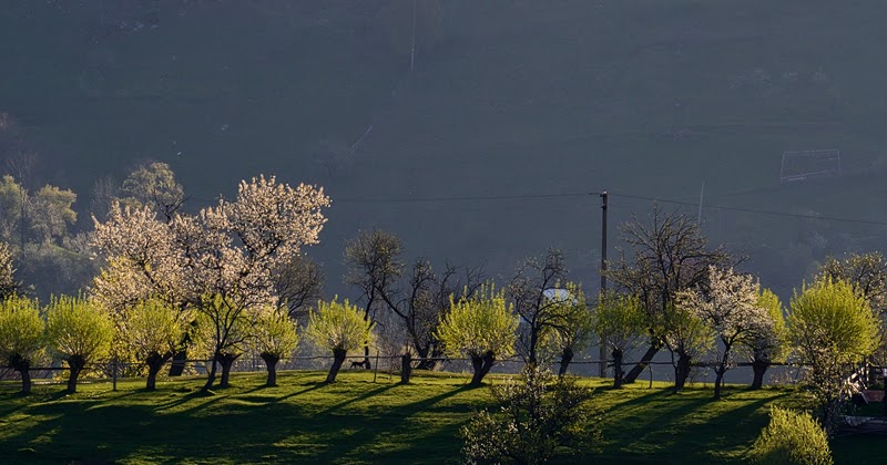 citadela: Poza cu un catel trecand