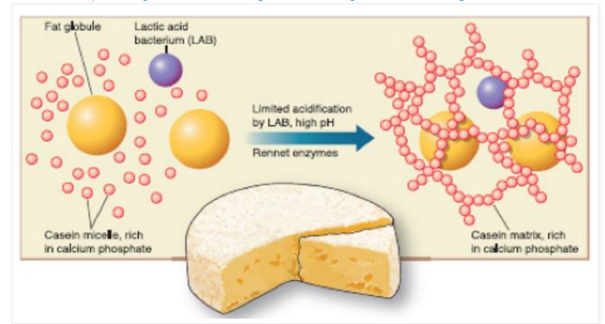A Transgenic World: Say CHEESE: The real GMO picture