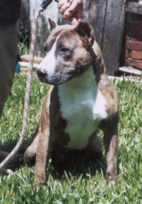 Blog Interessante: Dogue brasileiro - Brazilian dogo - Brazilian dogge