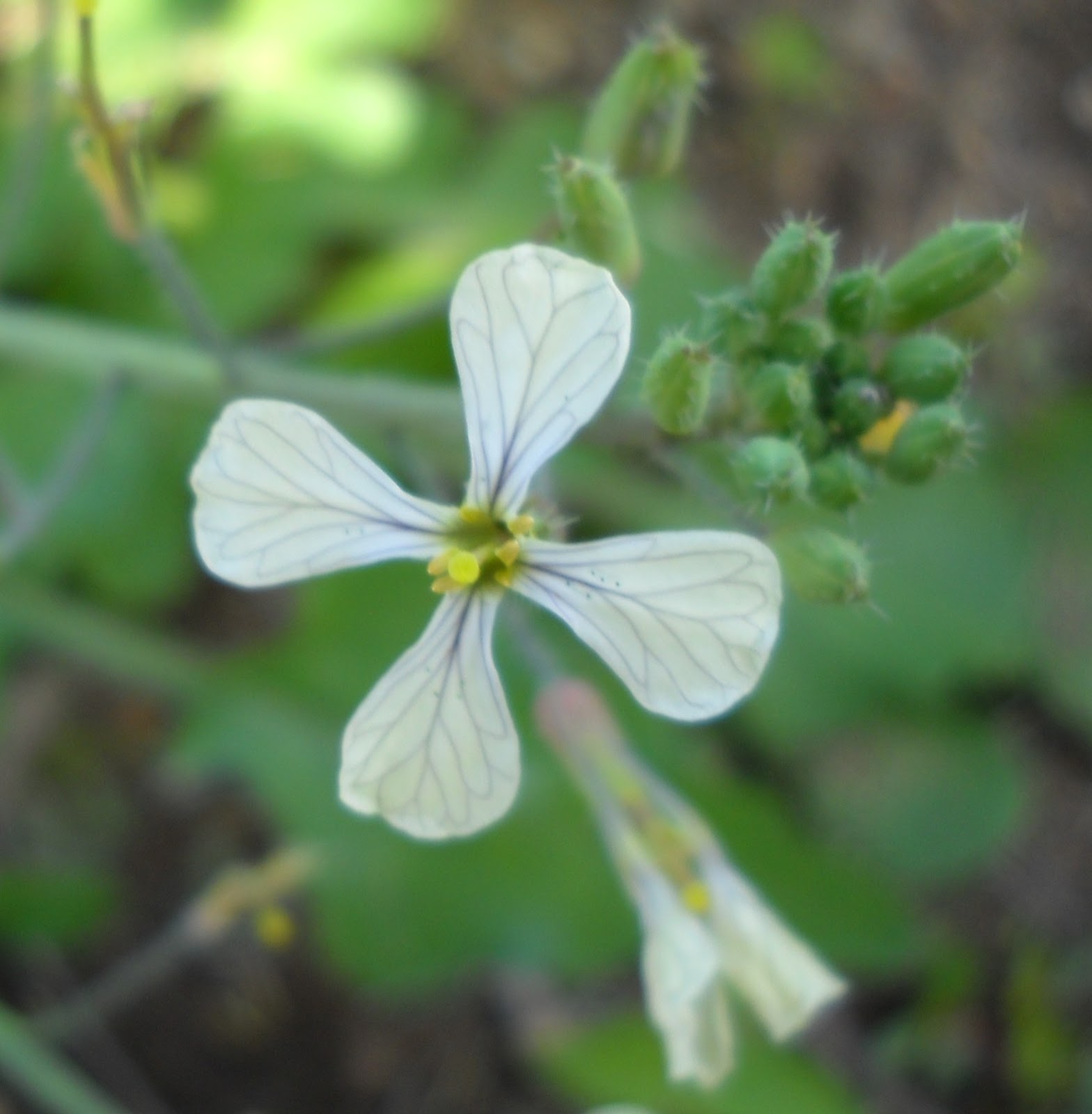 HORTA À PORTA: RAPHANUS SATIVUS, (RABANETE) A FLOR