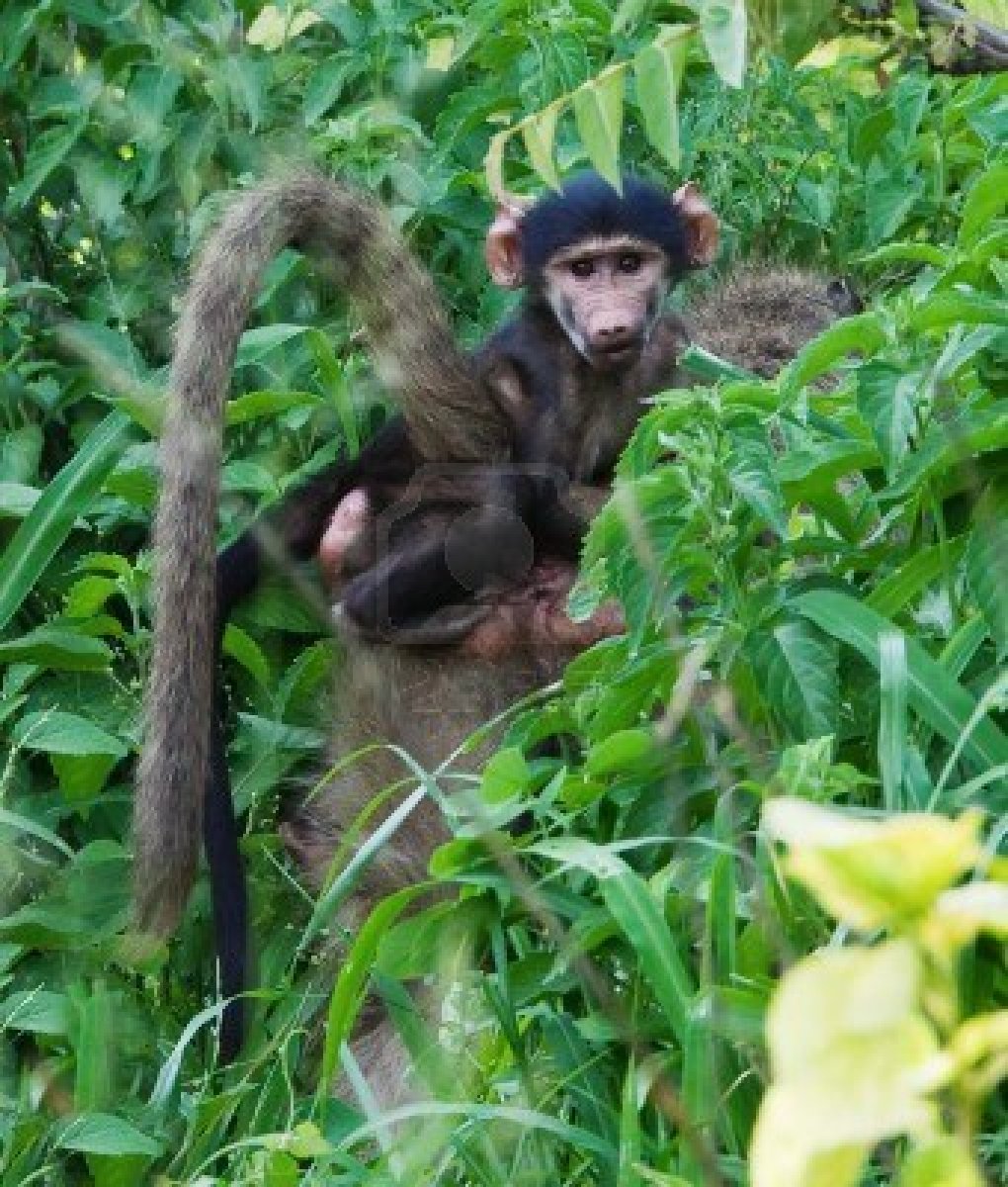 The Baby Baboon | Free National Geographic Pix