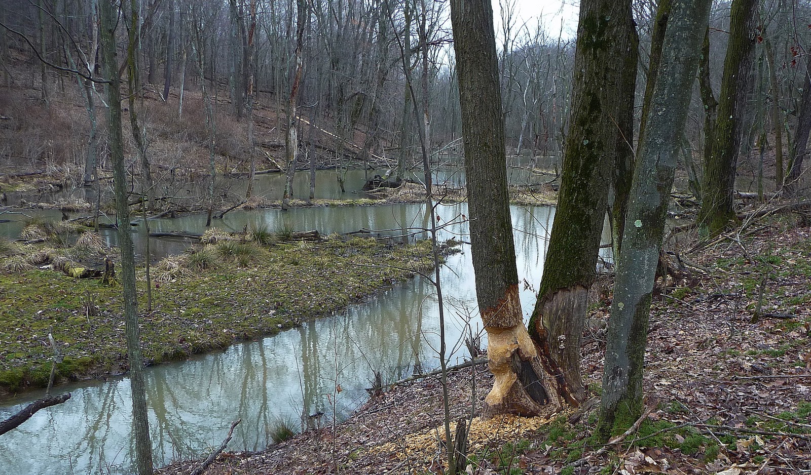 Wild Rose Farm: Beavers In Beaver County?